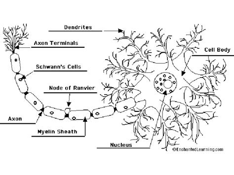 Neuron Worksheet Answers