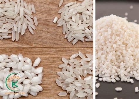 Medium Grain Rice Vs Long Grain Rice Which One Is Better K Agriculture