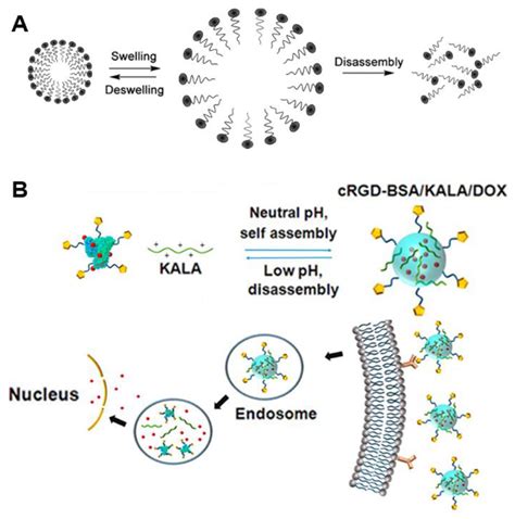 Ph Responsive Self Assembling Peptide Based Biomaterials Designs And Applications Pmc