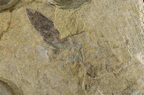 Bird Feather Fossil Stock Image C060 5499 Science Photo Library