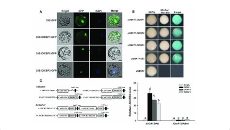Subcellular Localization And Transactivation Assay Of Dlcbf123 A