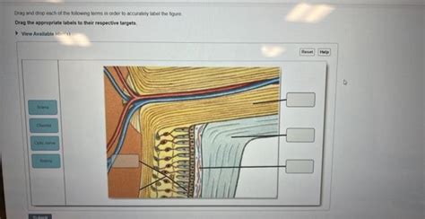 Solved Drag And Drop Eoch Of The Follewing Terms In Order To