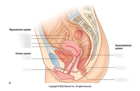 Sagittal View of Female Reproductive System Diagram | Quizlet