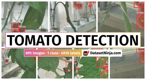 Tomato Detection Dataset Ninja