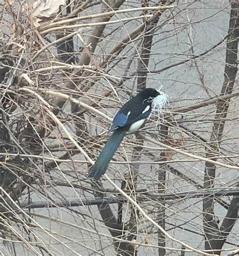 우리집 냥이가 창문에 머리박고 구경하는것 인스티즈instiz 이슈 카테고리