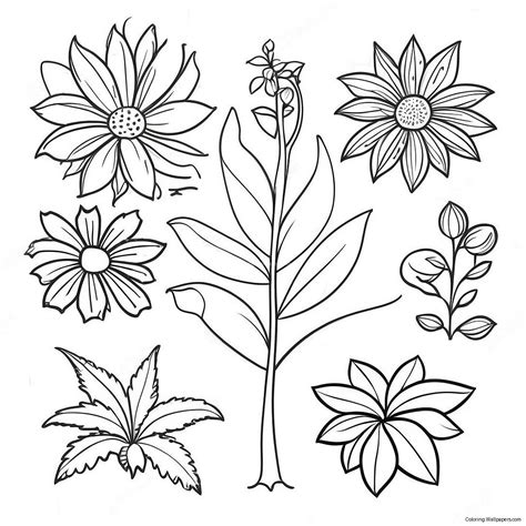 Partes De Una Planta Colorear