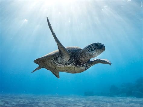 မစ္စစ္စပီကမ်းခြေမှာ လေးနှစ်အတွင်း ပထမဆုံး ရှားပါးပင်လယ်လိပ်အသိုက်ကို ရ