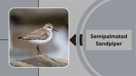 23 Types Of Sandpipers Different Species Identification