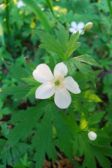 Anemone Canadensis Canada Anemone Photo Galleries Plants Anemone