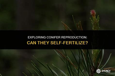 Exploring Conifer Reproduction Can They Self Fertilize Shuncy
