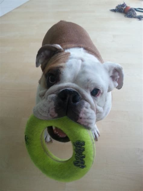 Моя любимая собака — Drive2