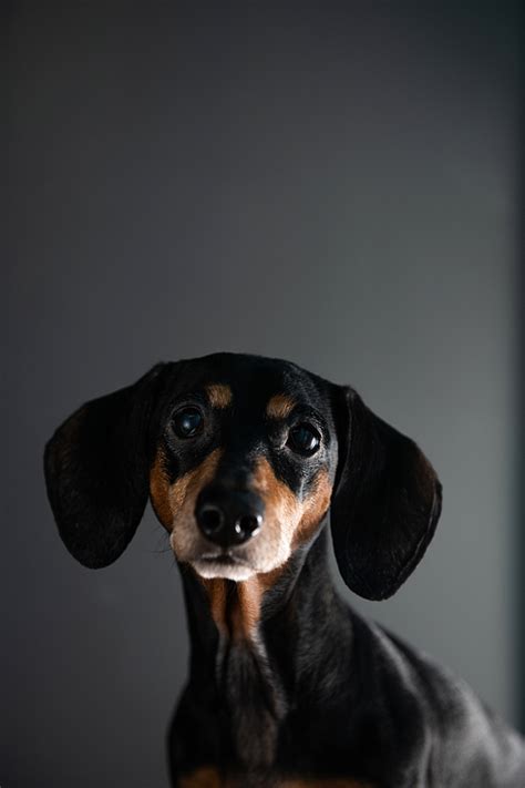 정면을 보고있는 닥스훈트 유토이미지 상세페이지 베이직샵 사진 22073893