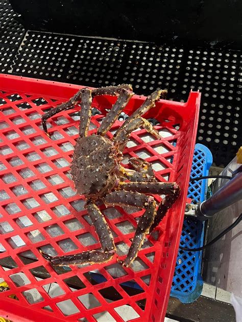 Factory Direct High Quality United States Wholesale Alaskan King Crab