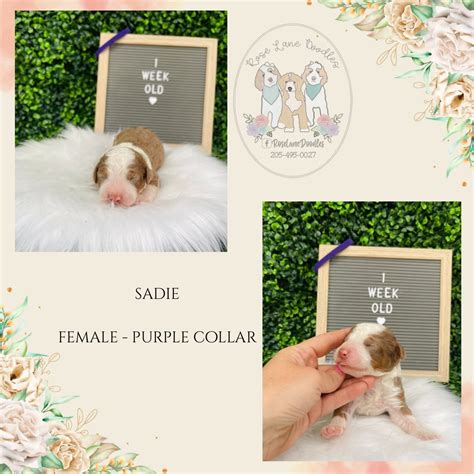 Rose Lane Doodles Added A New Photo Rose Lane Doodles