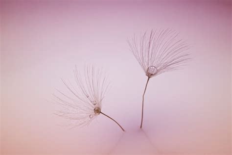 Pappus Bilder Durchsuchen 3 409 Archivfotos Vektorgrafiken Und