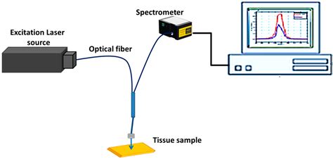 Optical Properties Of Biological Tissues A Review At Glen Chambers Blog
