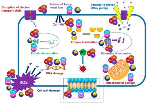 Molecules Free Full Text Multimetallic Nanoparticles As Alternative Antimicrobial Agents