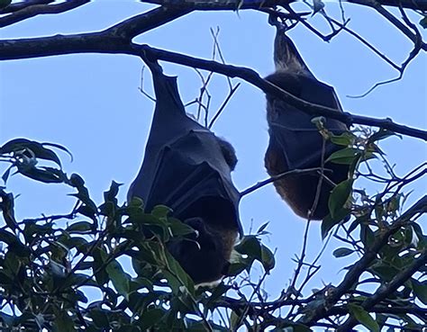 Flying Fox Properties At Manuel Breeden Blog