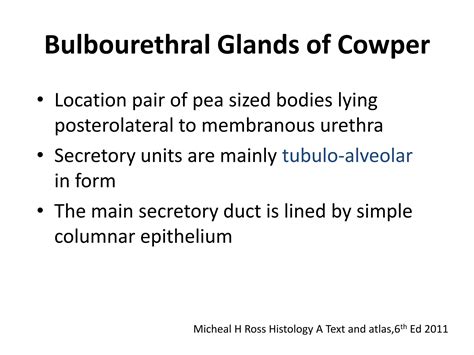 Histology Of Accessory Sex Glands Of Male Pptx
