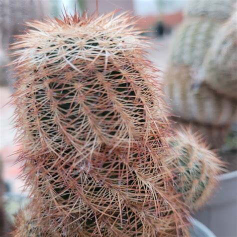 خرید و قیمت کاکتوس اچینو سرئوس، مادری، کلکسیونی و تولید بذر ، گلخونه ای از غرفه گیاهان خاص