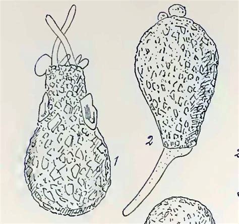 It Came From The Pond Do It Yourself Protistology