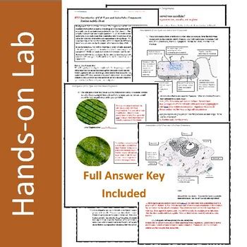 AP Biology Unit 2 Lab Cell Types And Organelles By CooperativeBioT