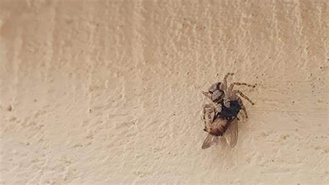 Mini Jumping Spider R Jumpingspiders