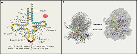 Figure From Dynamic RNA Modifications In Gene Expression Regulation Semantic Scholar