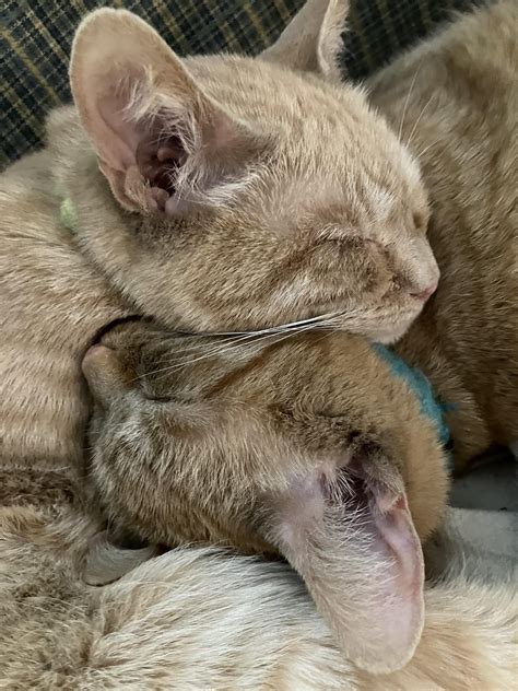 Two Brothers Zero Brain Cells Roneorangebraincell