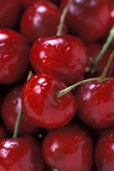 Bing Cherries In Michigan At Philip Ayala Blog