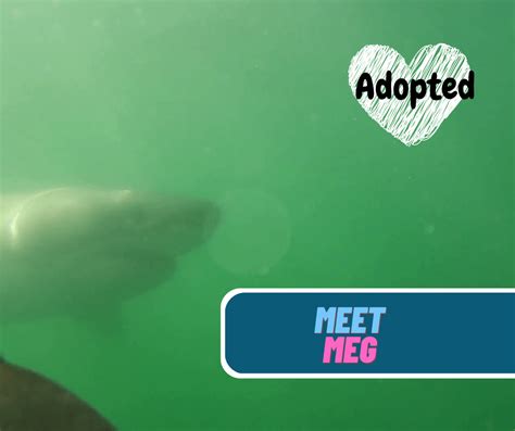 A Great White Shark Called Meg Shark Research Unit