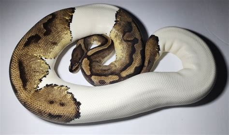 Smiley Faced Pied Ball Python By Beast Mode Reptiless Store