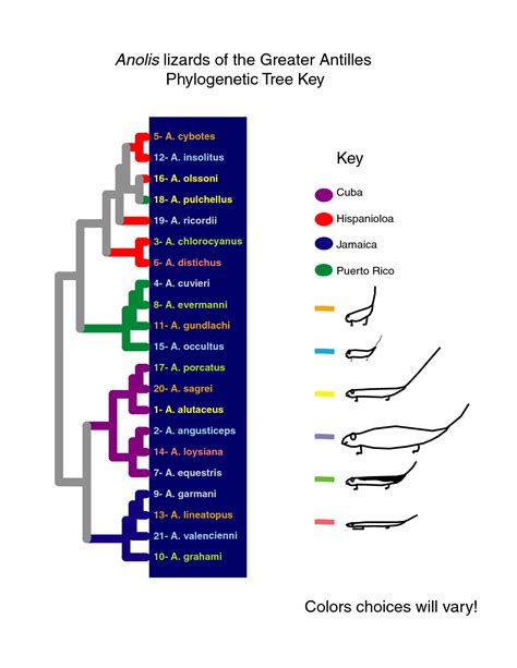 Draw A Phylogenetic Tree To Match Each Of The Two Proposed H Quizlet