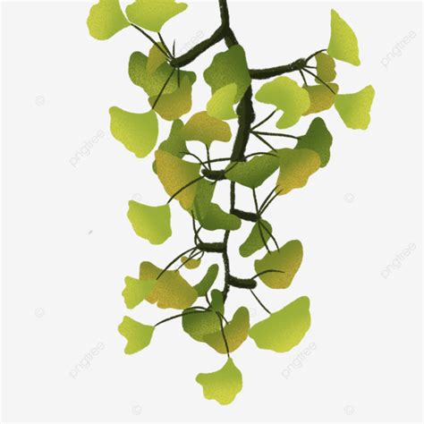 가을 가을 은행나무 잎 가을 은행 나무 이파리 Png 일러스트 및 Psd 이미지 무료 다운로드 Pngtree