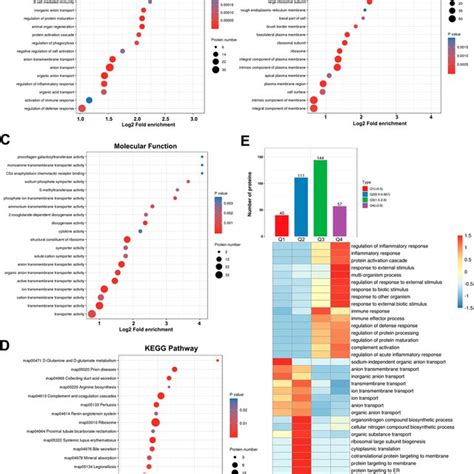 Overview Of Transcriptomic Analysis A Volcano Plot Of Differential