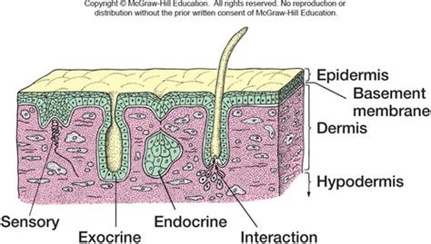 Integument Structure And Function In Vertebrates Flashcards Quizlet