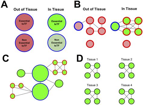 Important Principles Of Tissue Specificity A Tissue Specific