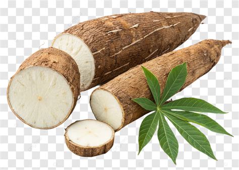 Fresh Cassava Roots Whole And Sliced With Leaf Cassava Cassava Root