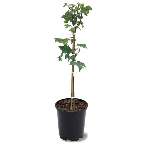 1 Gal Autumn Blaze Deciduous Maple Tree Mapabl01g The Home Depot