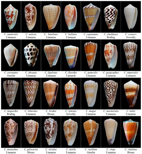 Marine Cone Snails Venom Shooting