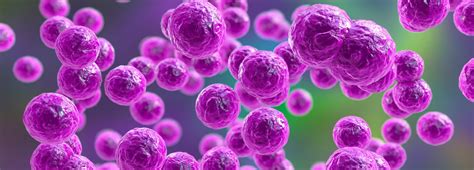 Pediococcus Pentosaceus Alquimia Farmácia De Manipulação Em Bragança Paulista