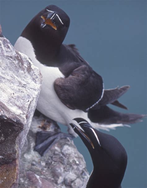 Razorbill Alca Torda © Tamas Zeke I Love Bird Faces And I Cannot Lie