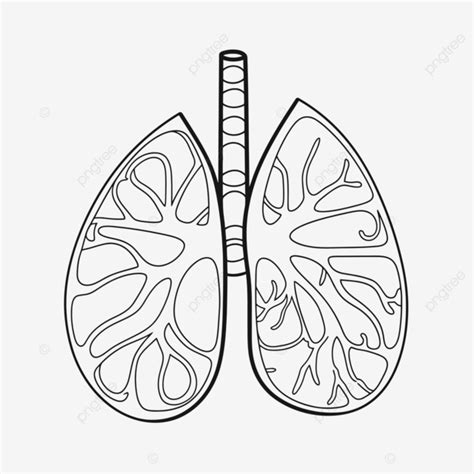 착색을 위한 폐 그림 벡터 기본 간단한 귀여운 만화 폐 개요 흰색 배경에 고립 어린이 색칠 페이지 Png 일러스트 및 벡터 에 대한 무료 다운로드 Pngtree