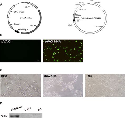 Construction And Identification Of The Pvax1 Ha Plasmid And Recombined Download Scientific