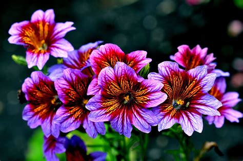 ლამაზი სურათები ყვავილები 39 ფოტო