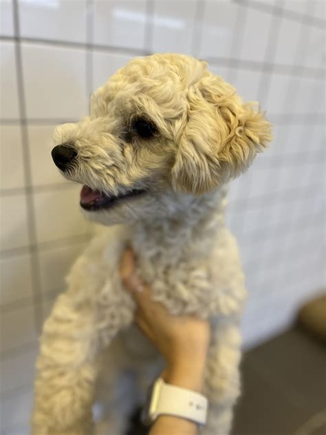 말티푸 꼬질이 포메라니안성격 말티즈성격 말티푸성격 푸들성격 먼치킨성격 랙돌성격 브리티쉬숏헤어성격 스코티쉬폴드성격 러시안블루성격