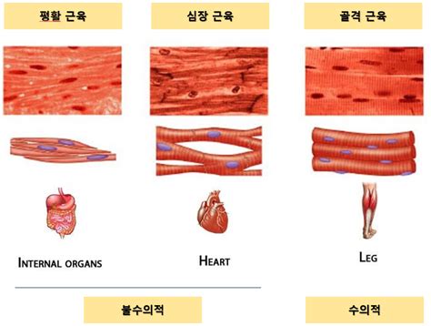 인천논현 헬스장 머슬드래곤짐 골격근량 늘리는 법 네이버 블로그