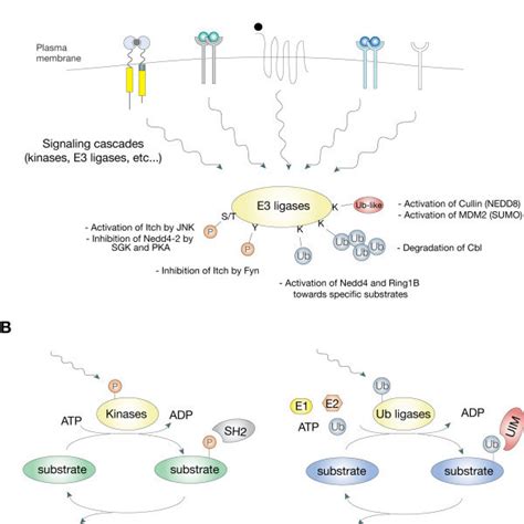 The Ubiquitin Pathway A Schematic Representation Of The Download