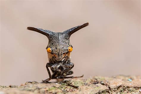 Treehopper Background Images Hd Pictures And Wallpaper For Free Download Pngtree