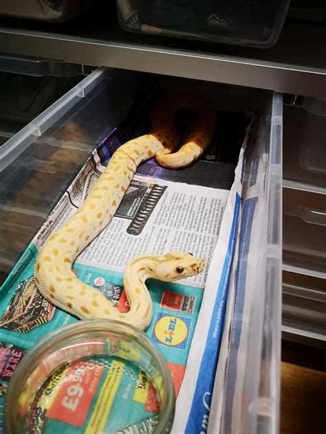 Caramel Green Poss Het Granite Burmese Python By Lp Burmese Pythons